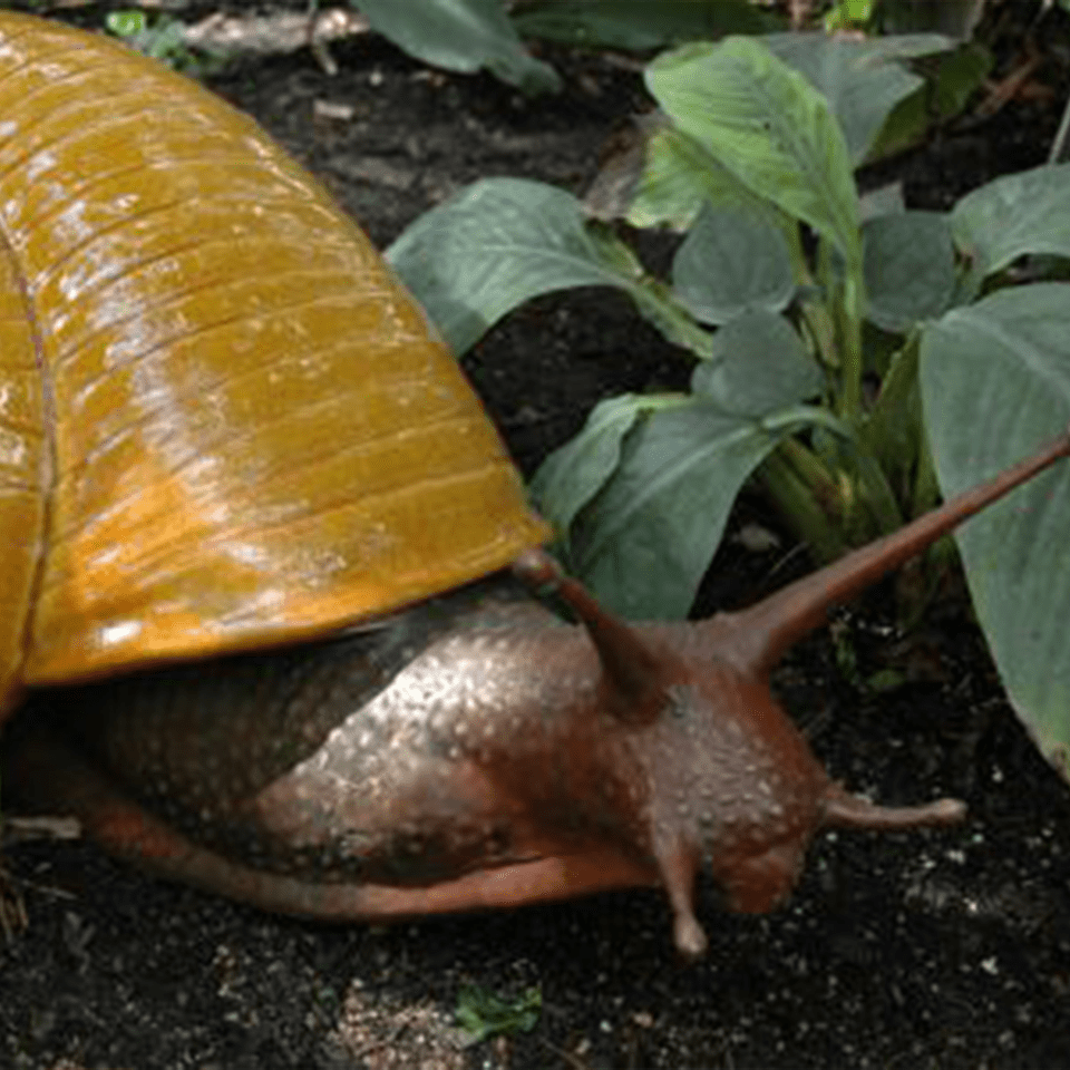 Ceramic Snail Sculpture | Irish Sculptor Michael Keane